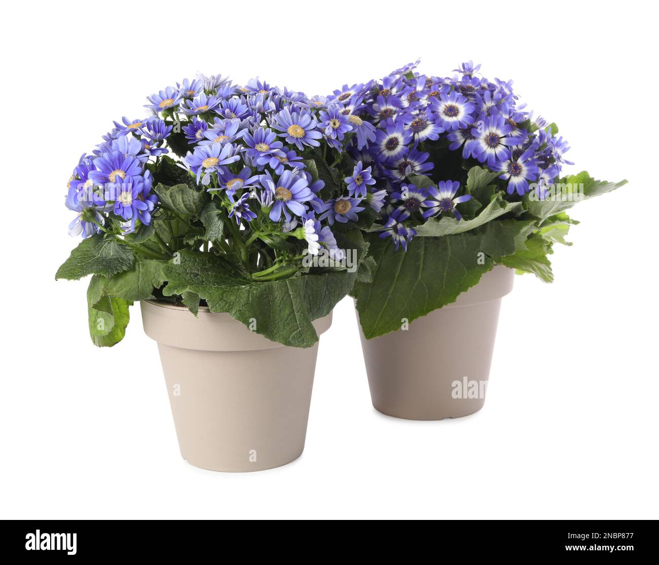 Beautiful purple cineraria plants in flower pots on white background ...