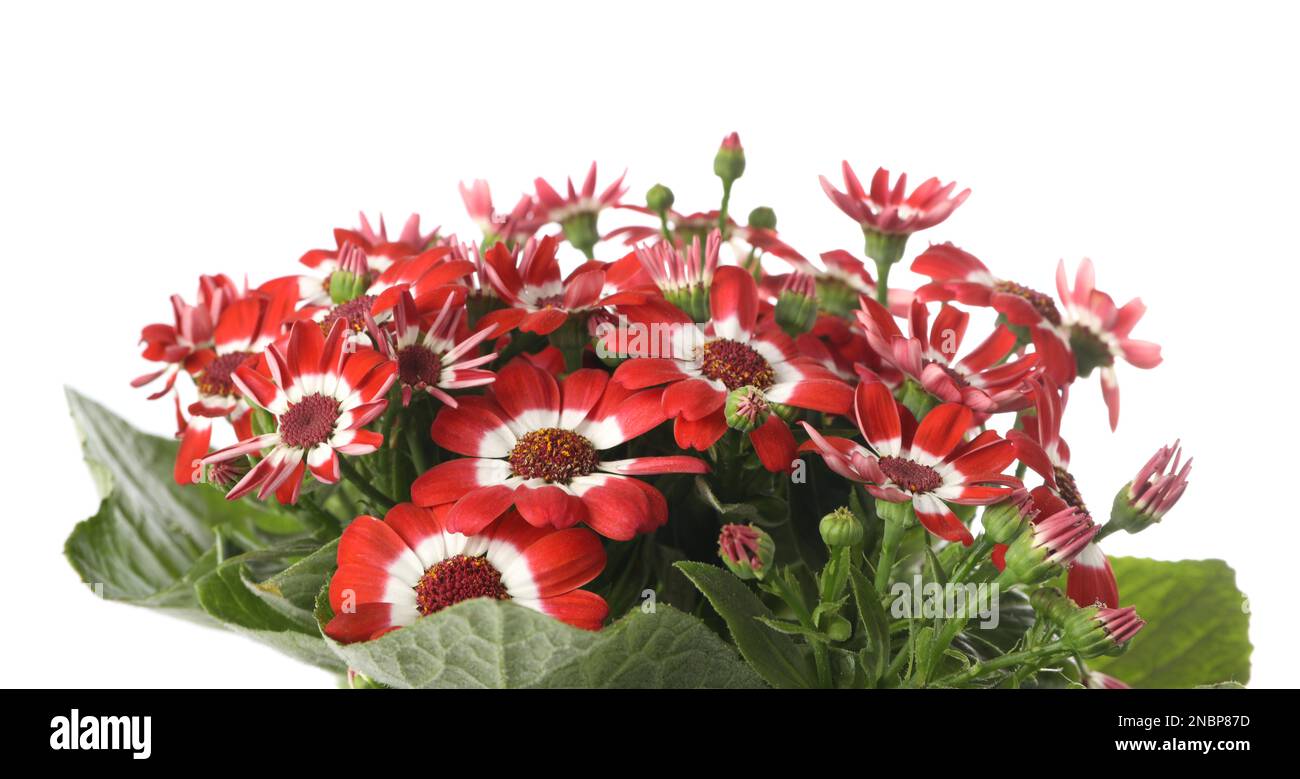 Beautiful red cineraria flowers on white background Stock Photo - Alamy