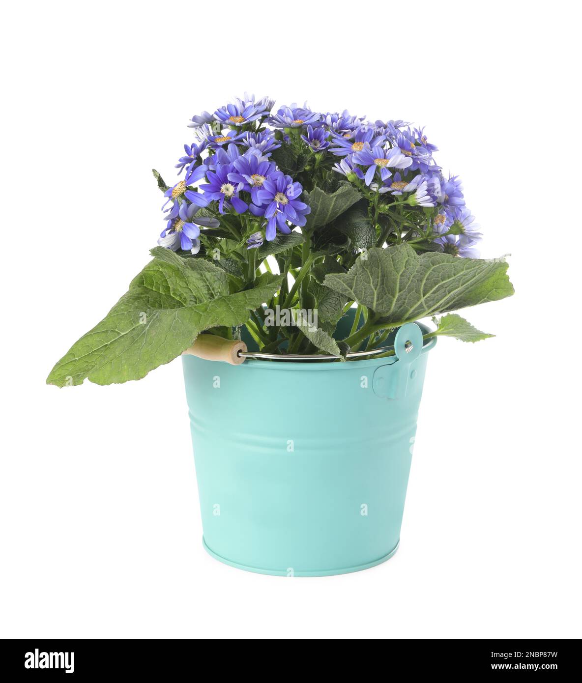 Beautiful purple cineraria plant in flower pot isolated on white Stock ...