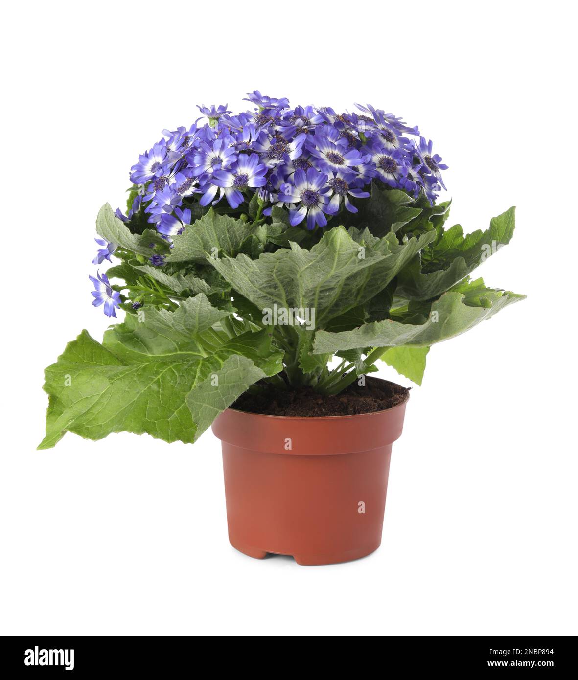 Beautiful purple cineraria plant in flower pot isolated on white Stock ...