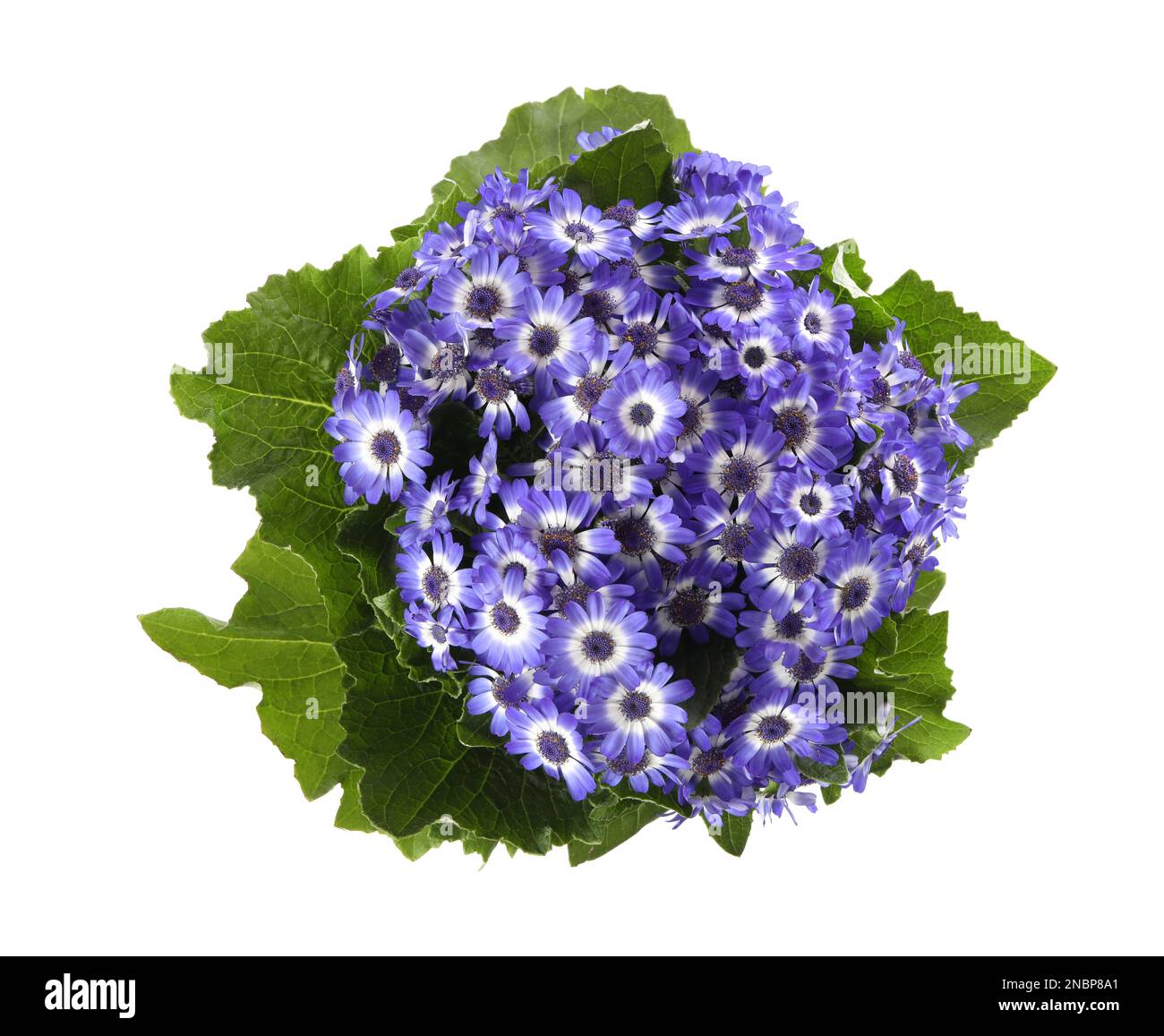 Beautiful purple cineraria flowers isolated on white, top view Stock ...