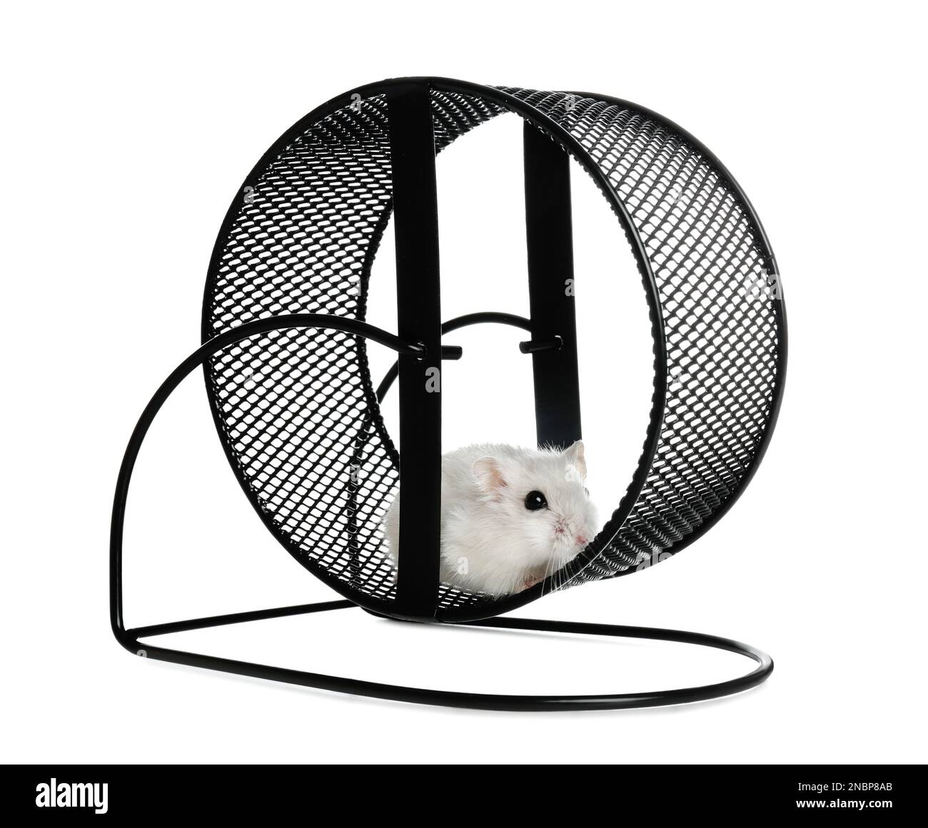 Cute funny hamster running in black wheel on white background Stock ...