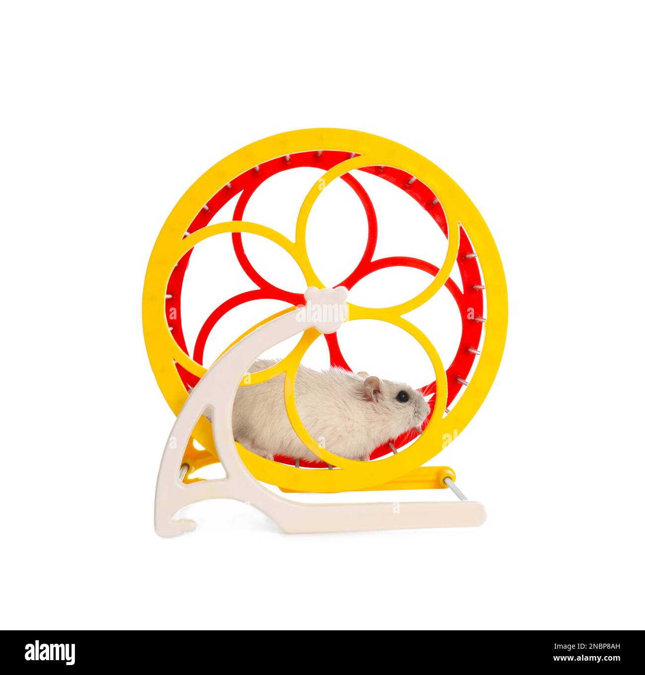 Cute funny hamster running in wheel on white background Stock Photo - Alamy