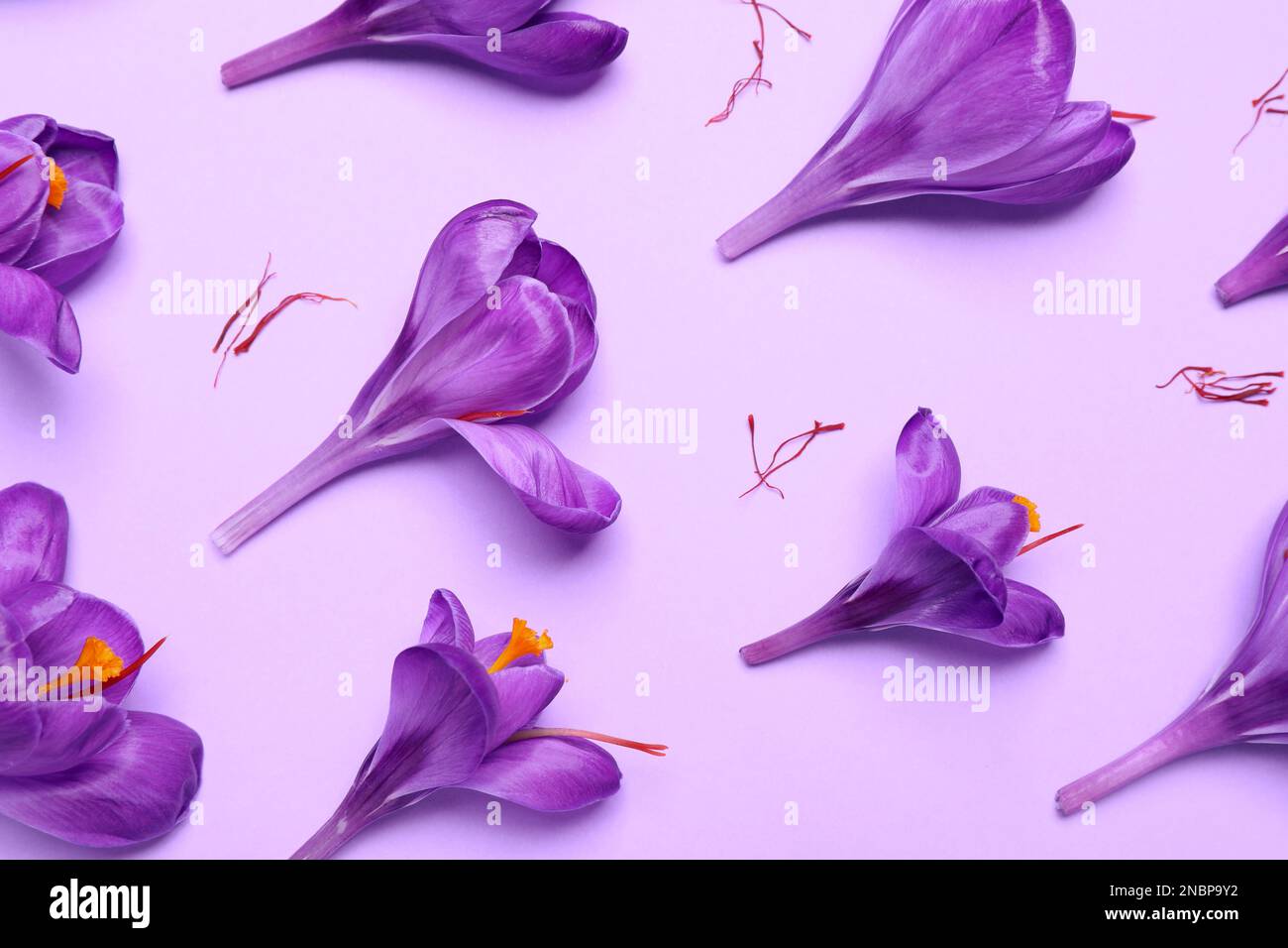 Beautiful Saffron crocus flowers on light violet background, flat lay ...