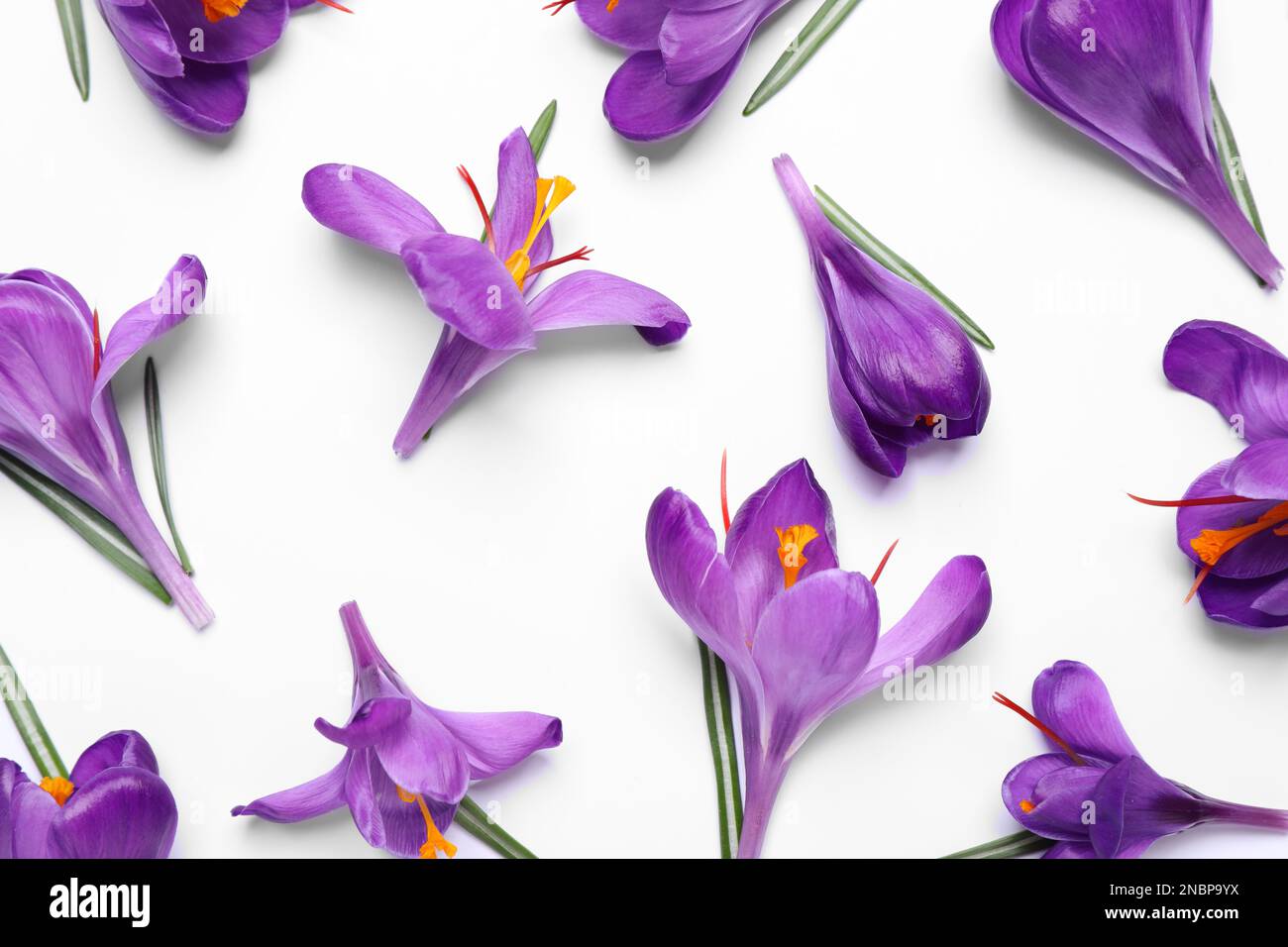 Beautiful Saffron crocus flowers on white background, flat lay Stock ...