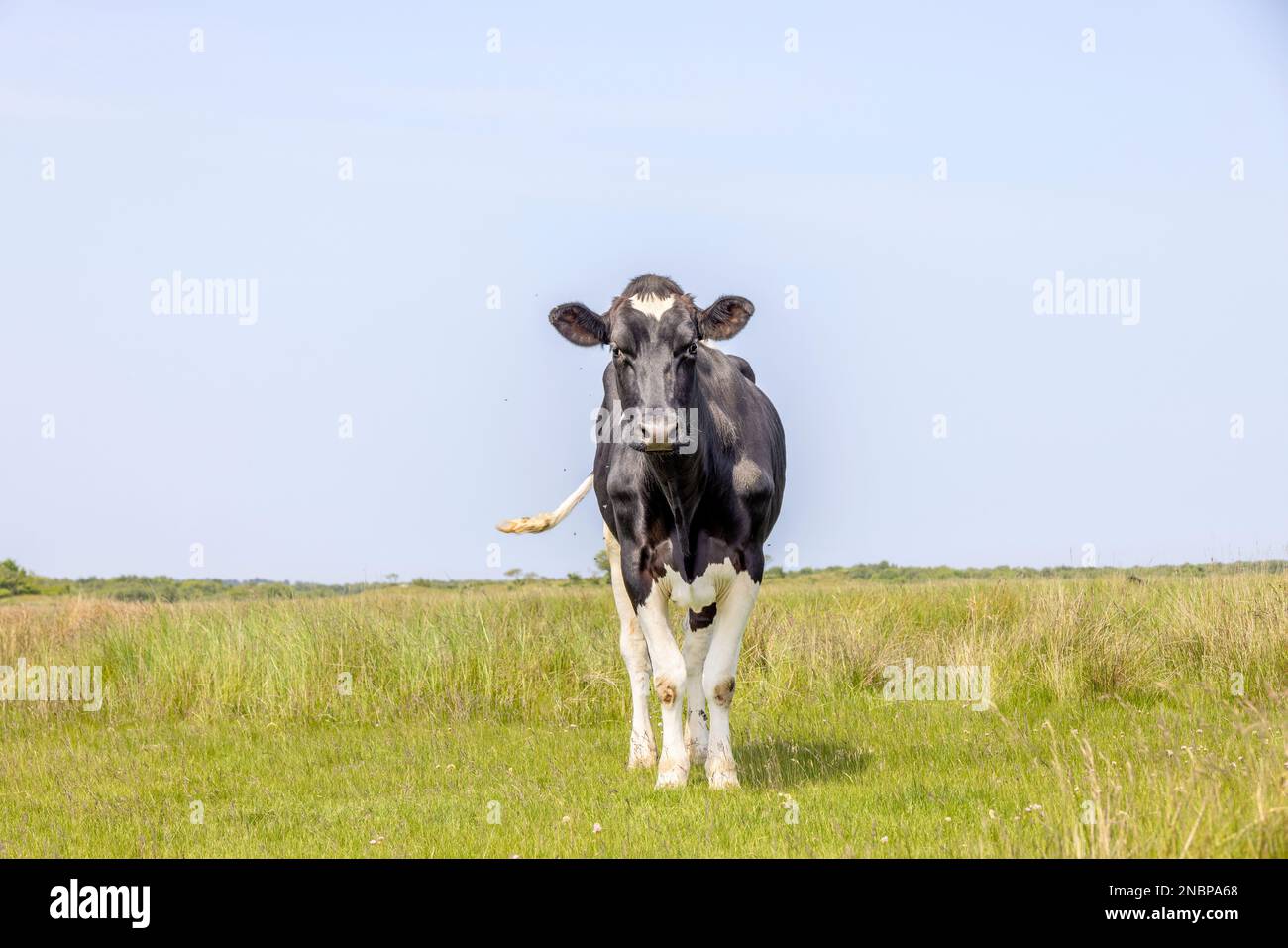 Cow full length front view in a field, black and white curious looking ...
