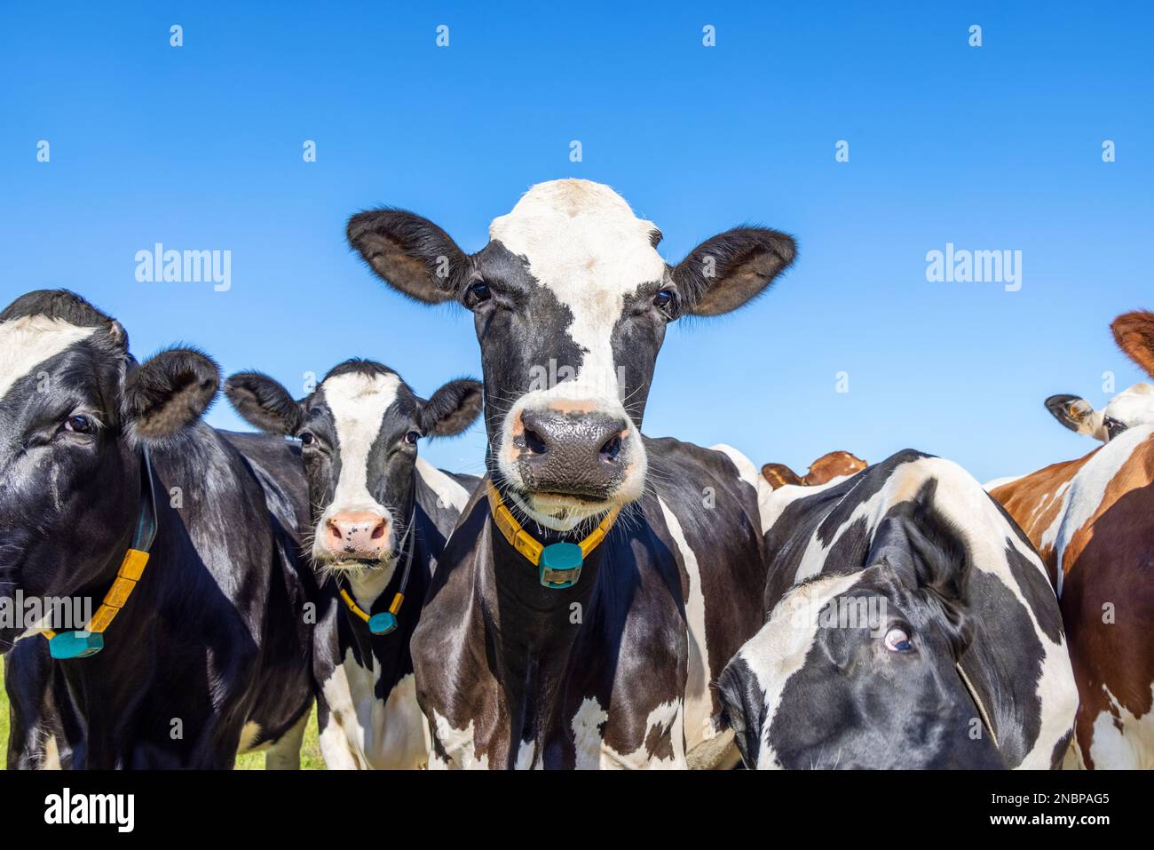 Cows close together in a group, one cow amidst a herd friendly looking ...