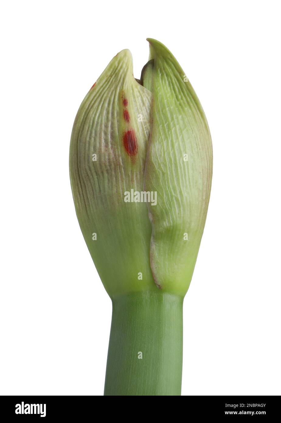 Beautiful fresh amaryllis bud on white background Stock Photo - Alamy