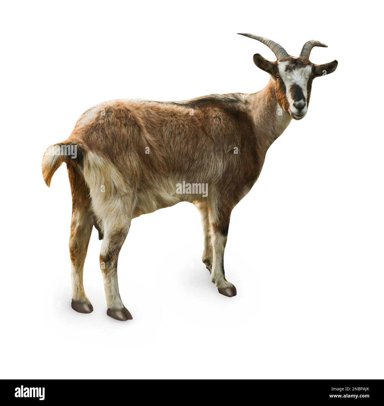 Beautiful goat isolated on white. Farm animal Stock Photo - Alamy