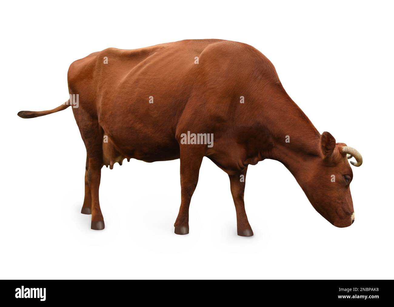 Beautiful cow isolated on white. Farm animal Stock Photo - Alamy