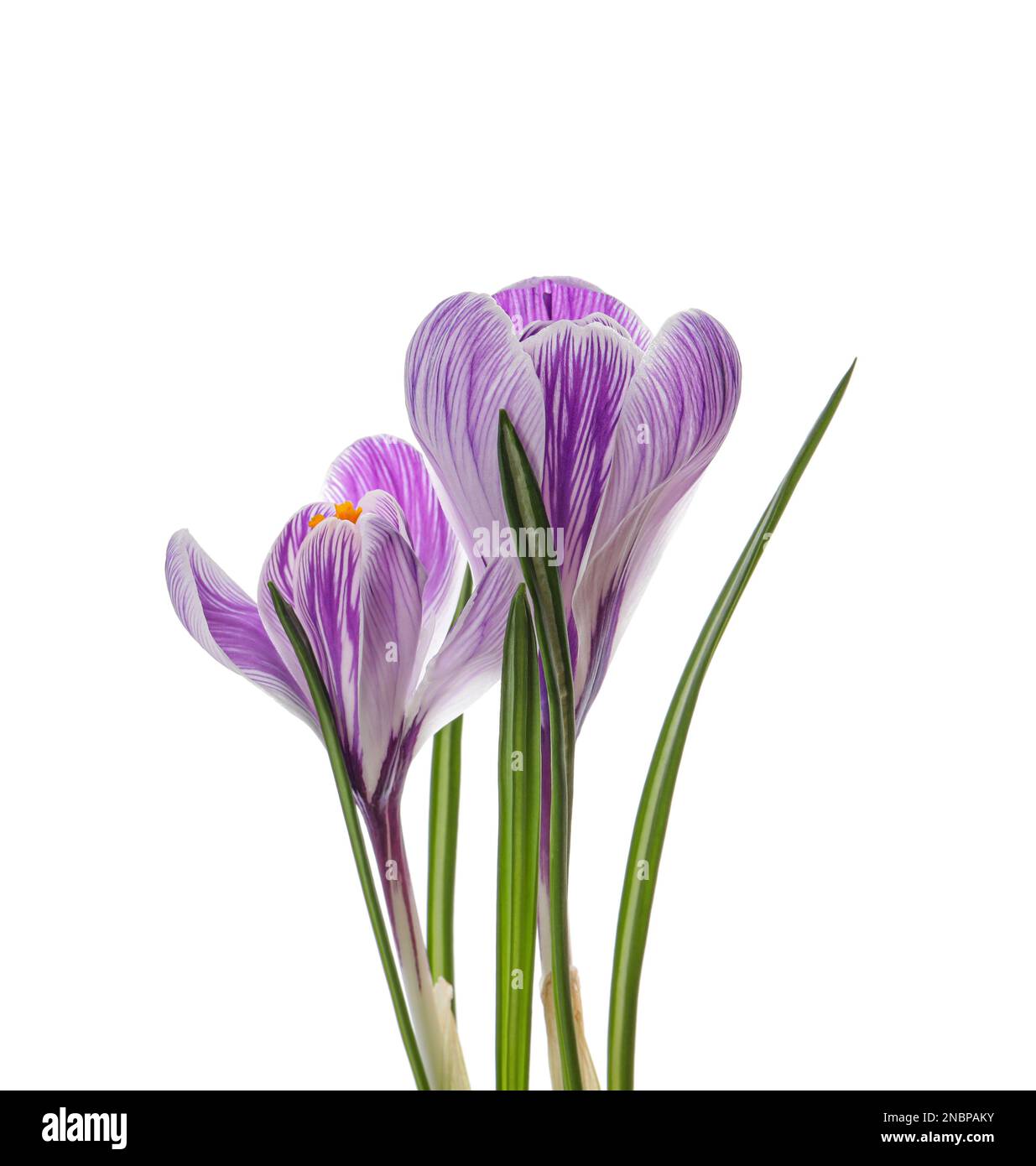 Beautiful fresh crocus flowers on white background Stock Photo - Alamy