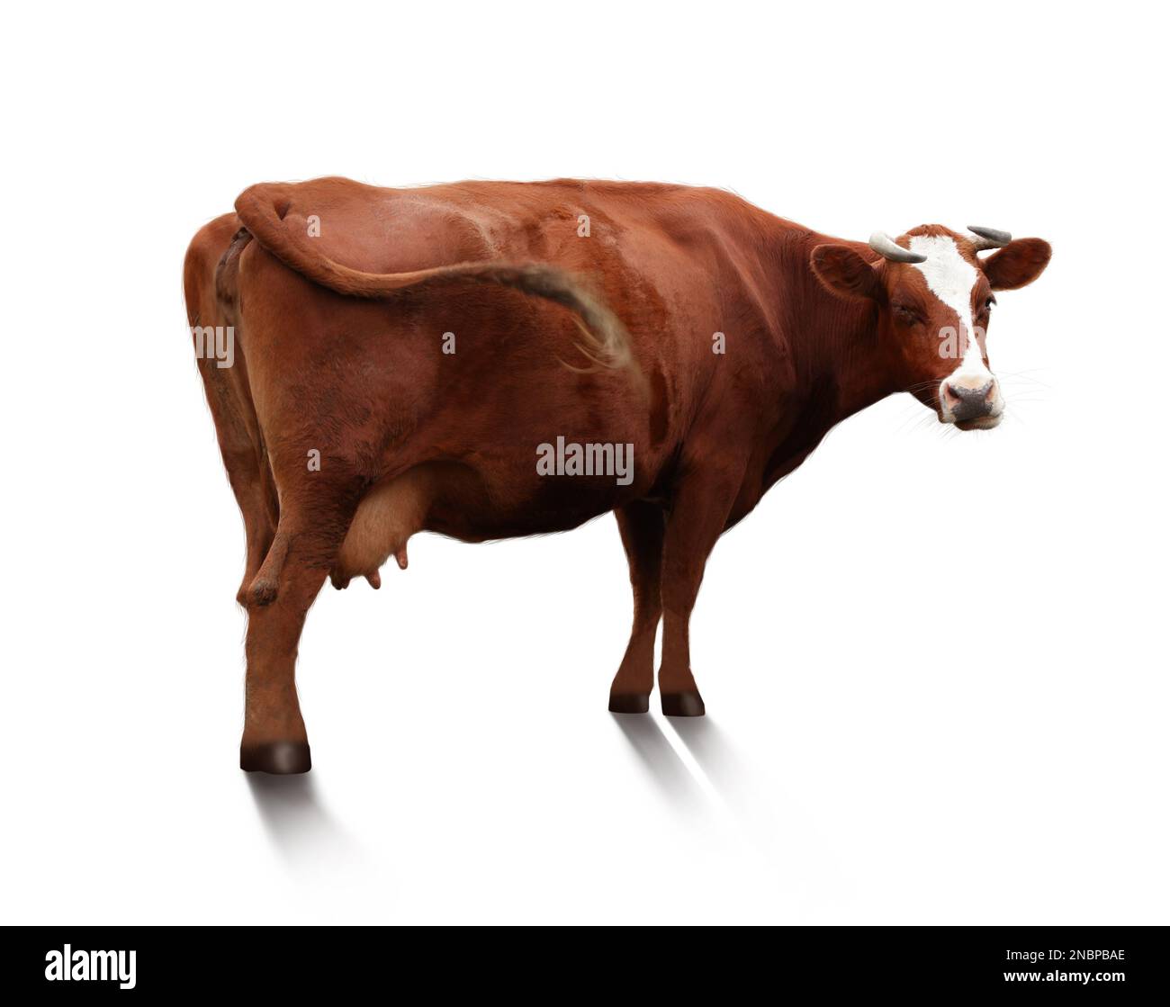 Farm landscape animal red Cut Out Stock Images & Pictures - Alamy