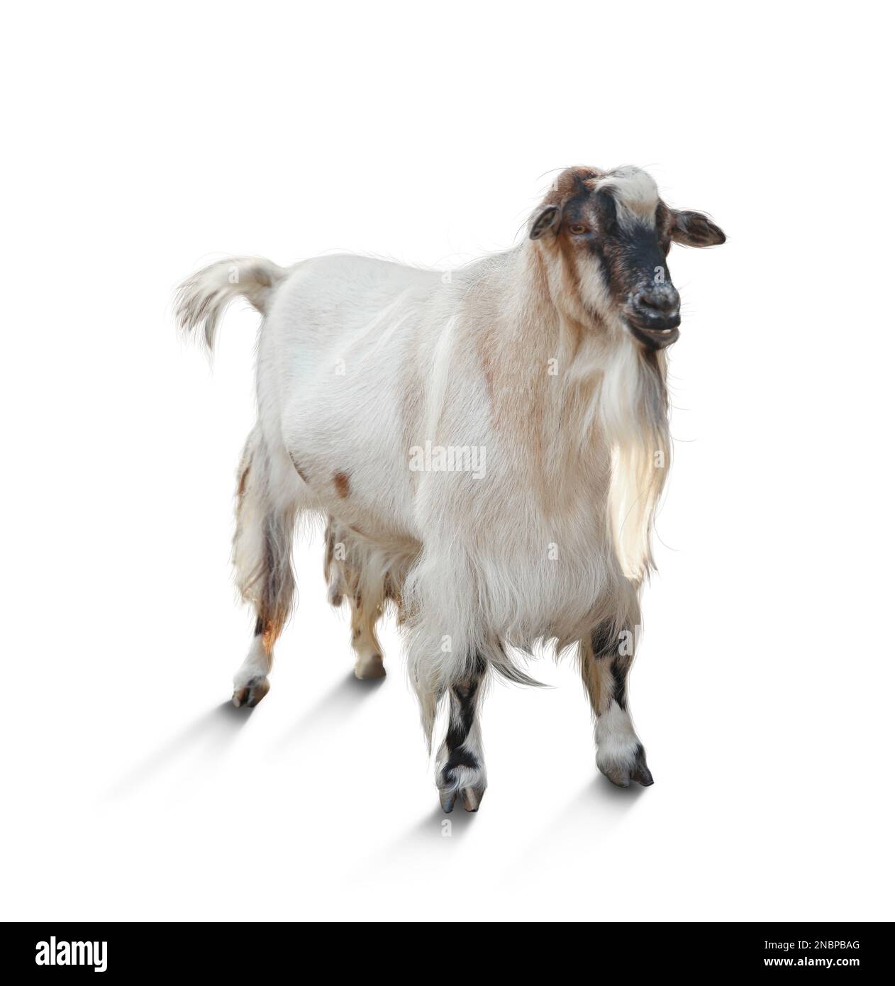 Beautiful goat isolated on white. Farm animal Stock Photo - Alamy