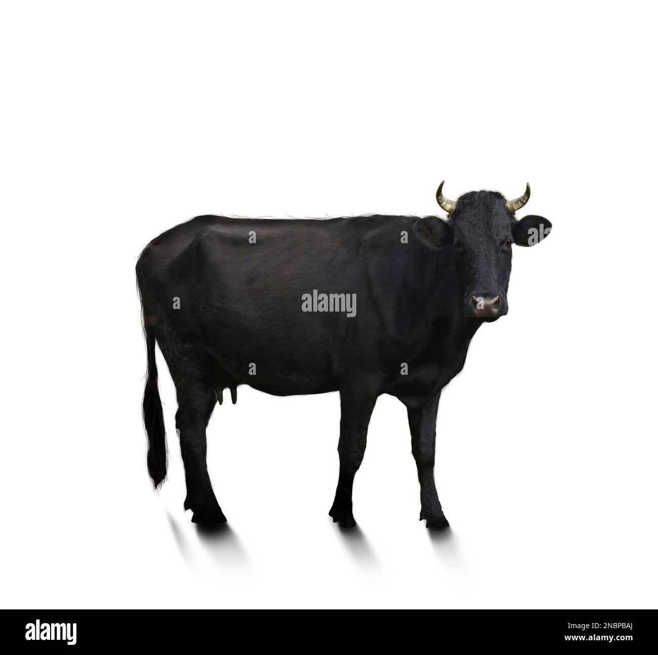 Beautiful cow isolated on white. Farm animal Stock Photo - Alamy