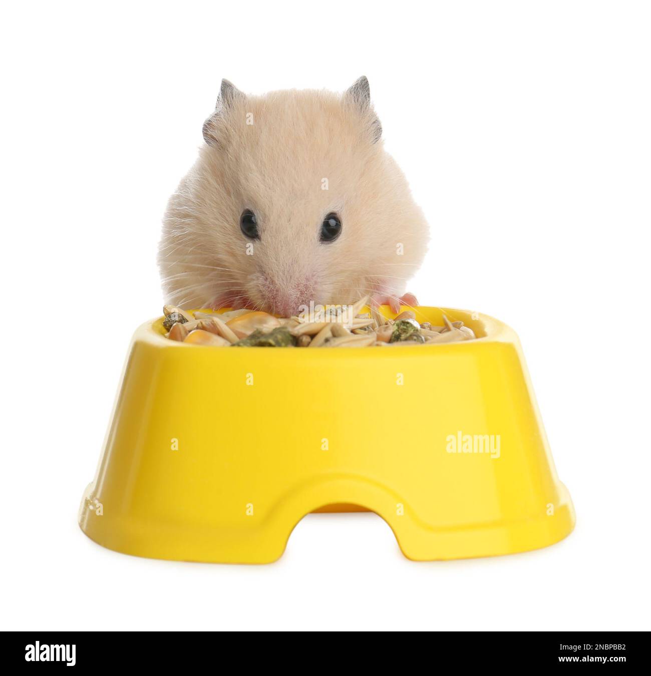 Cute little hamster eating on white background Stock Photo - Alamy