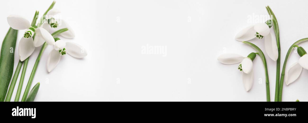 Beautiful snowdrops on white background, flat lay. Banner design Stock ...