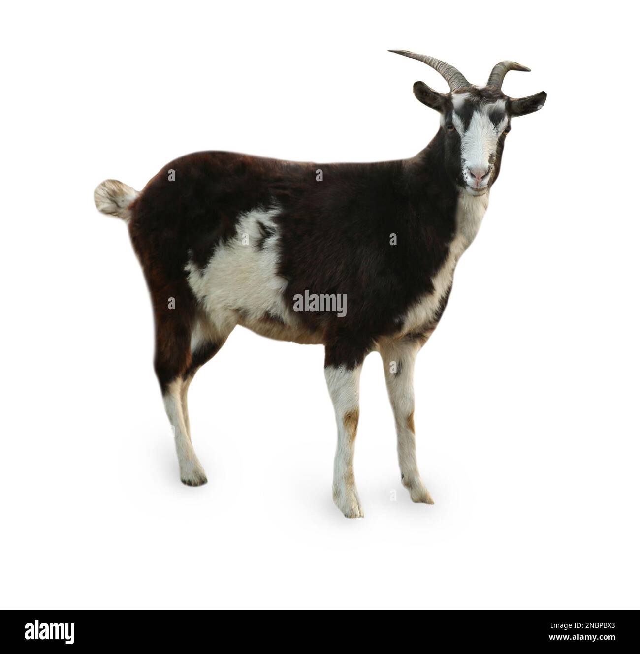 Beautiful goat isolated on white. Farm animal Stock Photo - Alamy