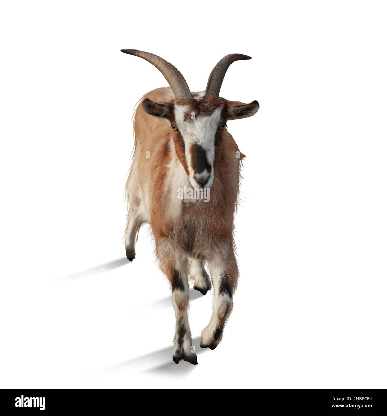 Beautiful goat isolated on white. Farm animal Stock Photo - Alamy