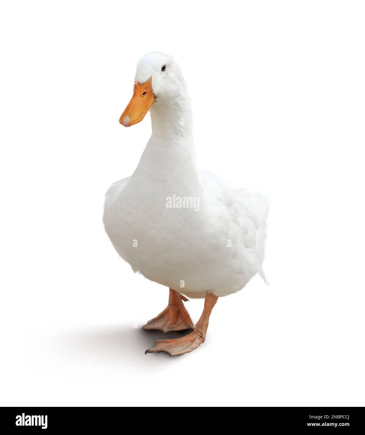 Domestic duck isolated on white. Farm animal Stock Photo - Alamy