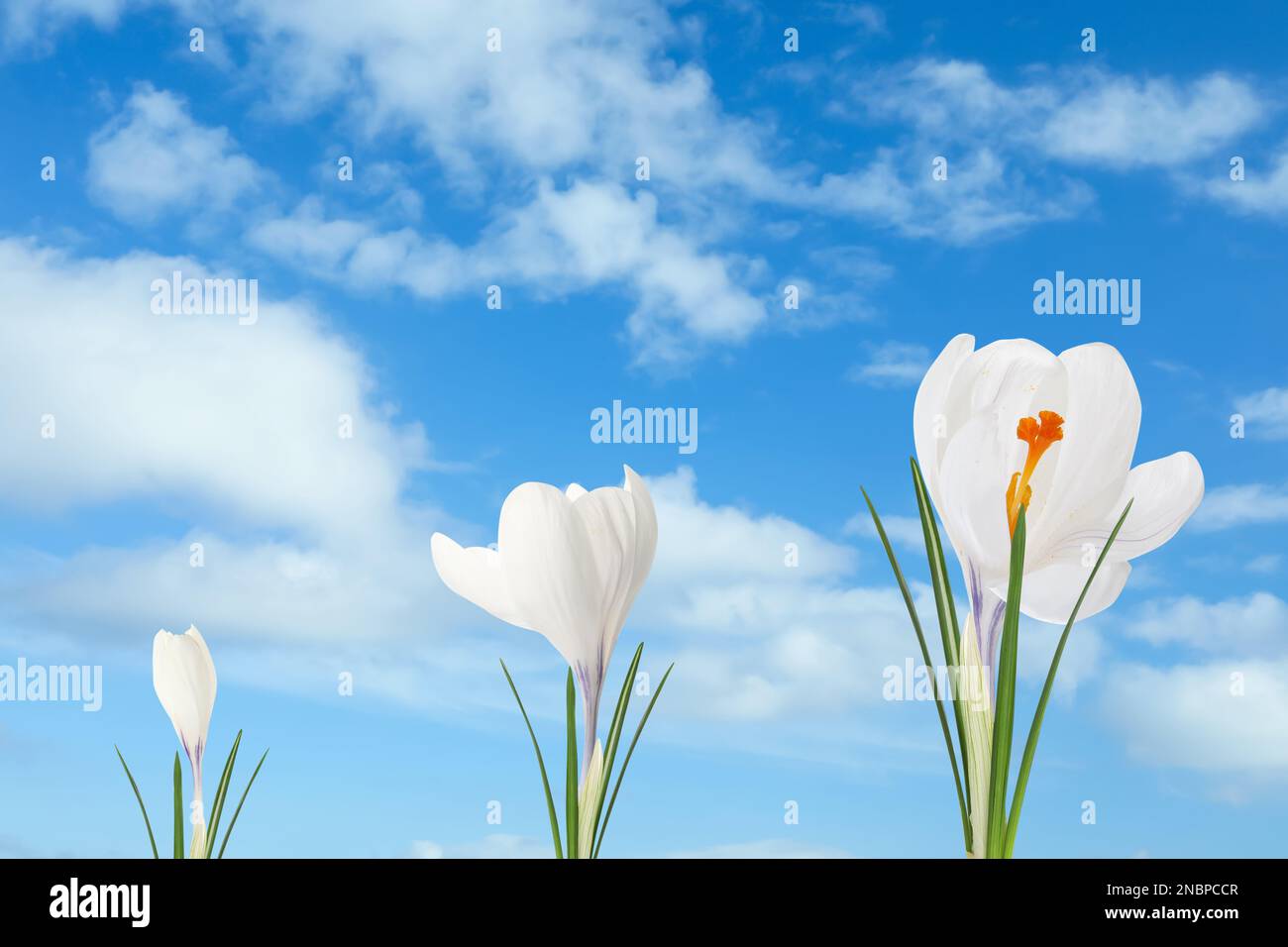Flowers early stages of growth hi-res stock photography and images - Alamy