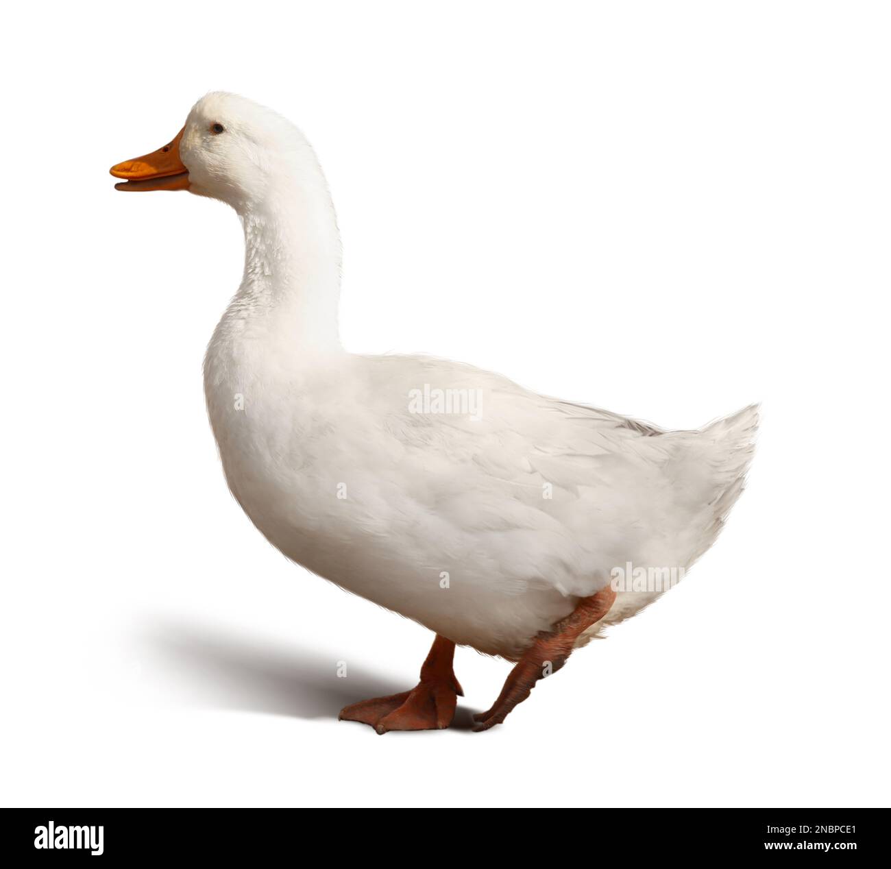 Domestic duck isolated on white. Farm animal Stock Photo - Alamy