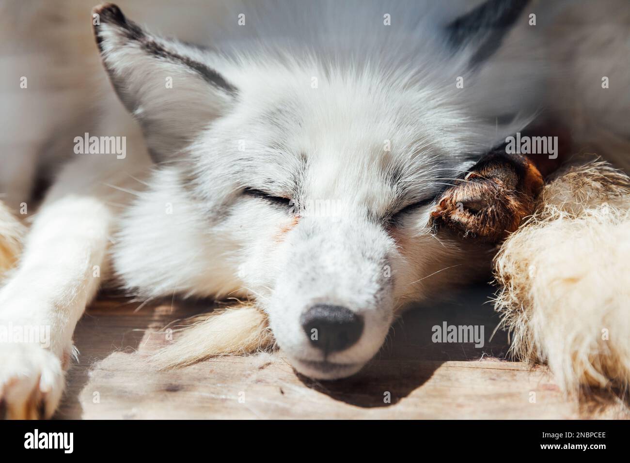 Zao symbol hi-res stock photography and images - Alamy