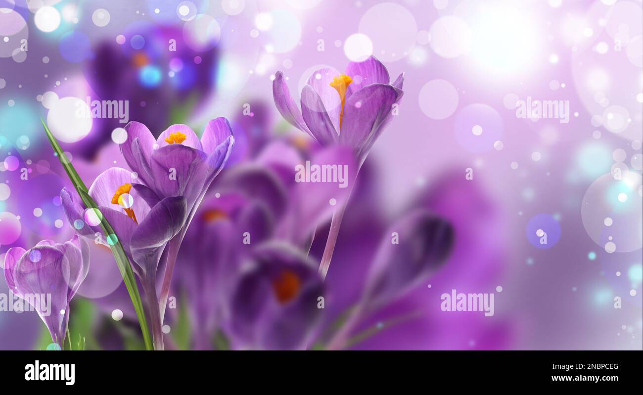 Beautiful spring crocus flowers outdoors, closeup. Banner design Stock ...