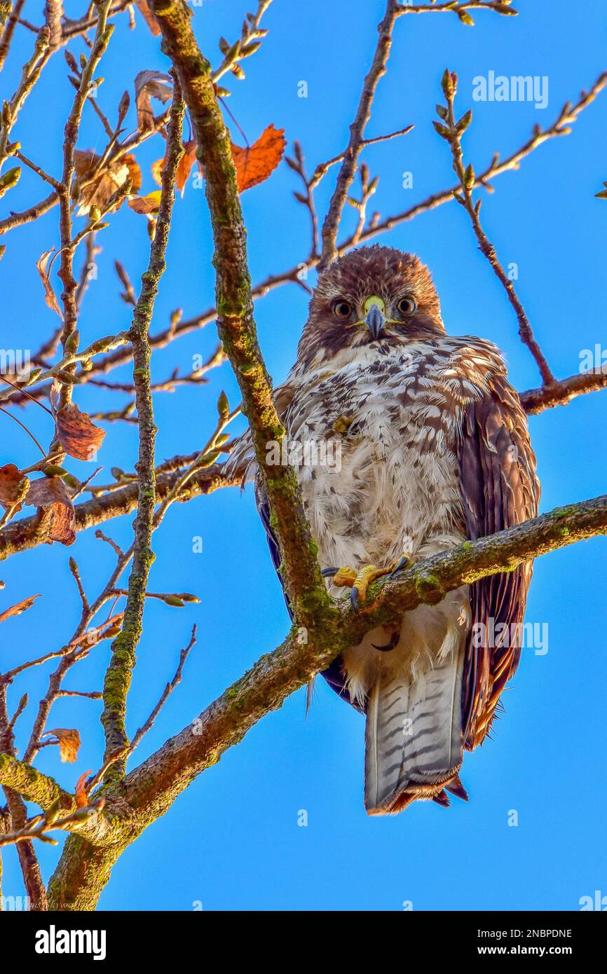 A vertical shot of a red-tailed buzzard (Buteo jamaicensis) on a branch ...