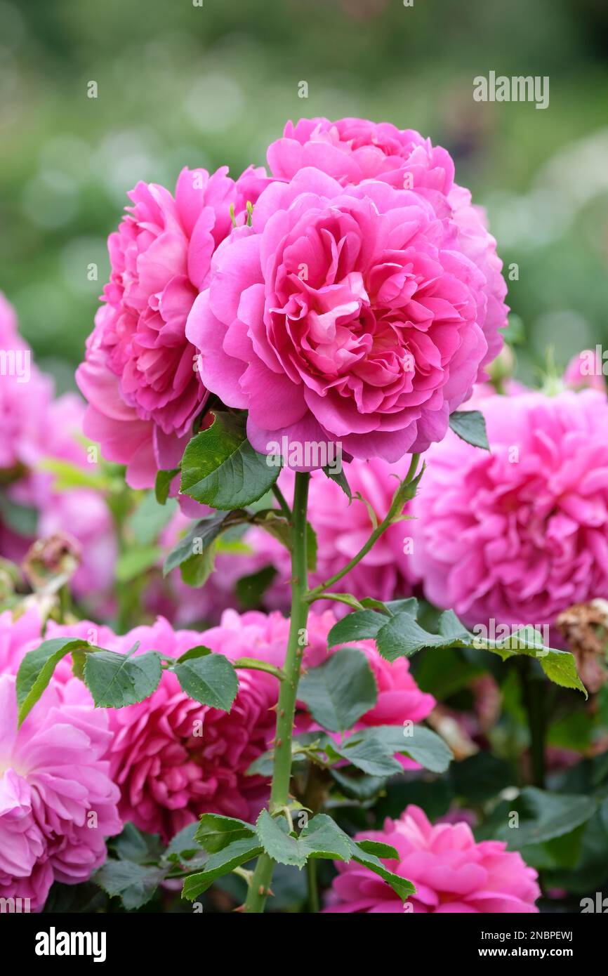Rosa Princess Anne, rose Princess Anne, Rosa Auskitchen, compact shrub ...