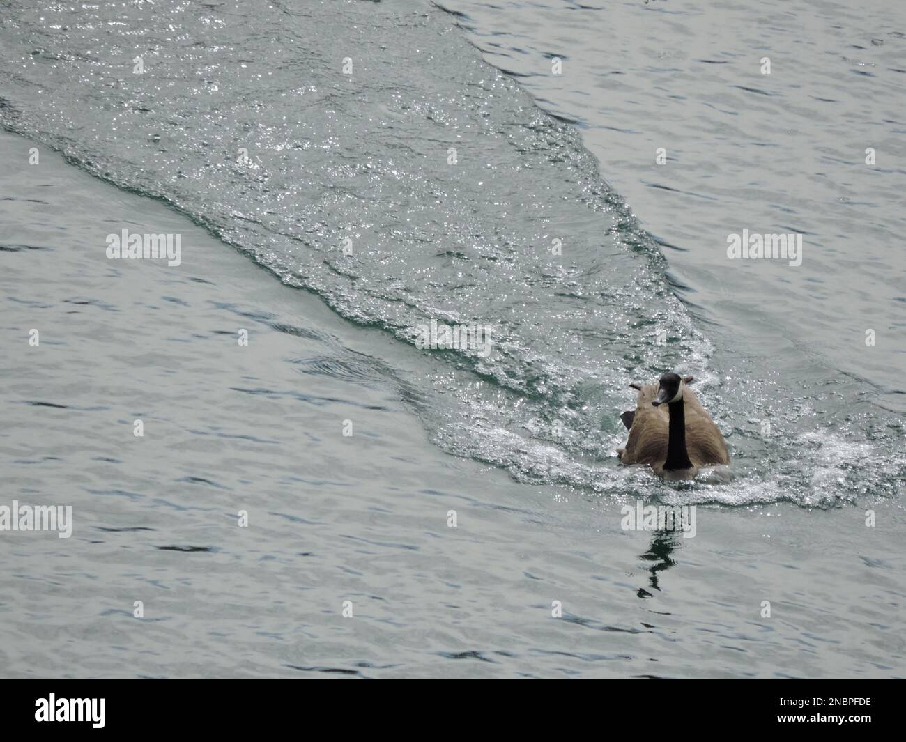 Canadian goose lands in the river leaving a wake behind it Stock Photo ...