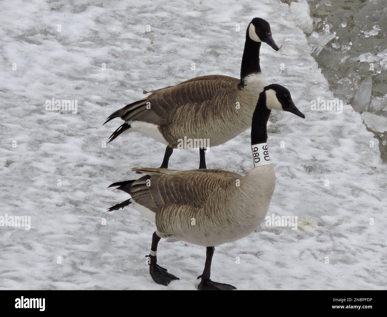 Two Canadian Geese survey all the ice around them. one is part of a ...
