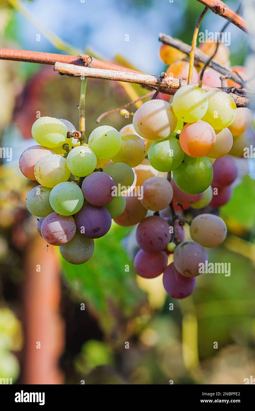The multi-colored berries of the Vitis Lidia grape shine through in the ...
