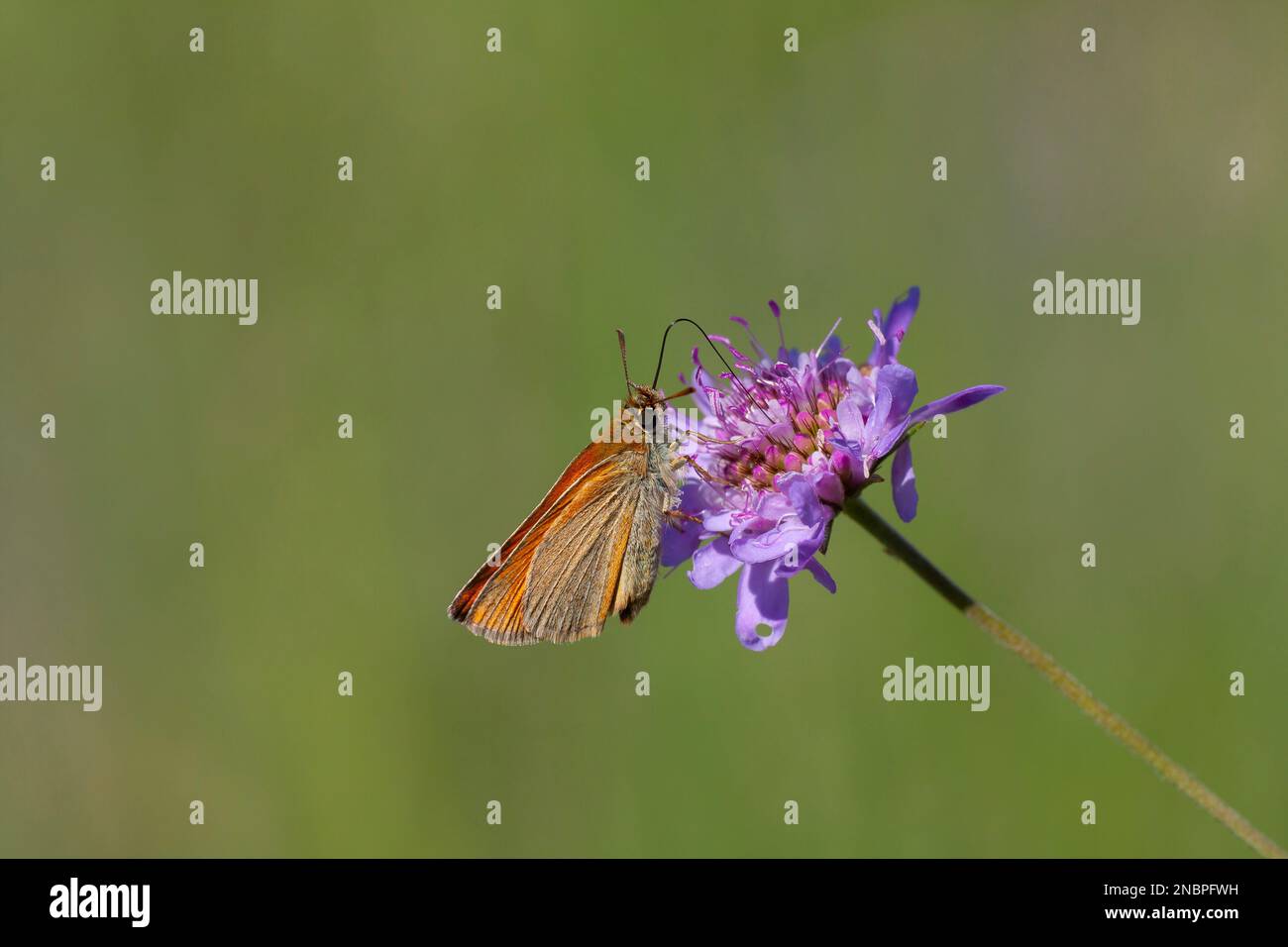 tiny orange butterfly feeding on Scabiosa columbaria (Scabies) plant ...