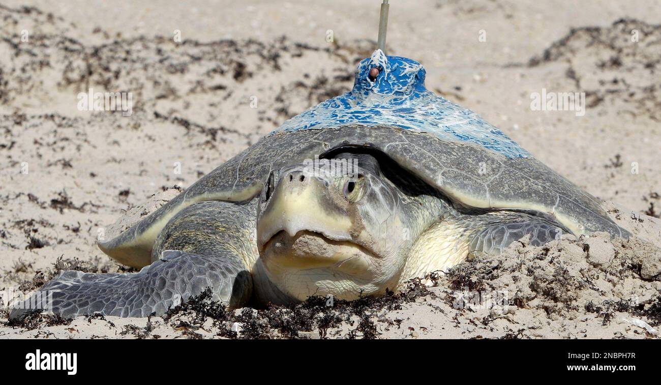In this photo taken May 14, 2011, a Kemps ridley sea turtle with a ...