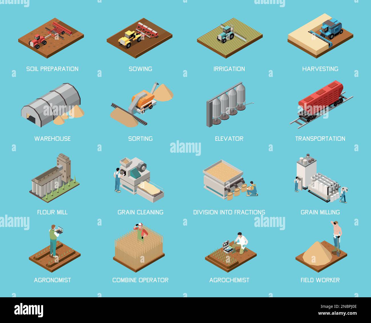 Wheat grain industry isometric set of soil preparation irrigation harvesting sorting cleaning ...