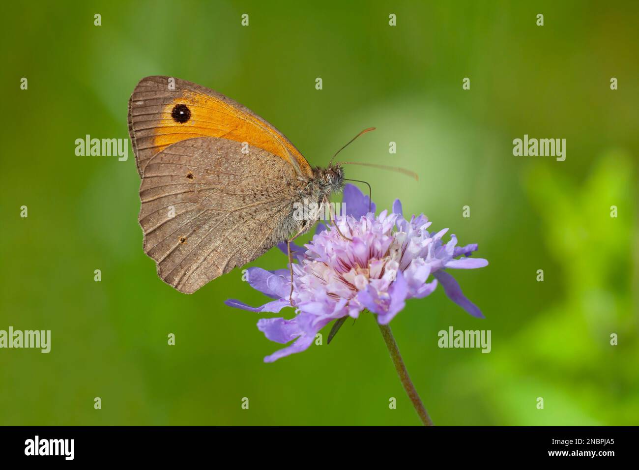 orange butterfly feeding on Scabiosa columbaria (Scabies) plant, Meadow ...
