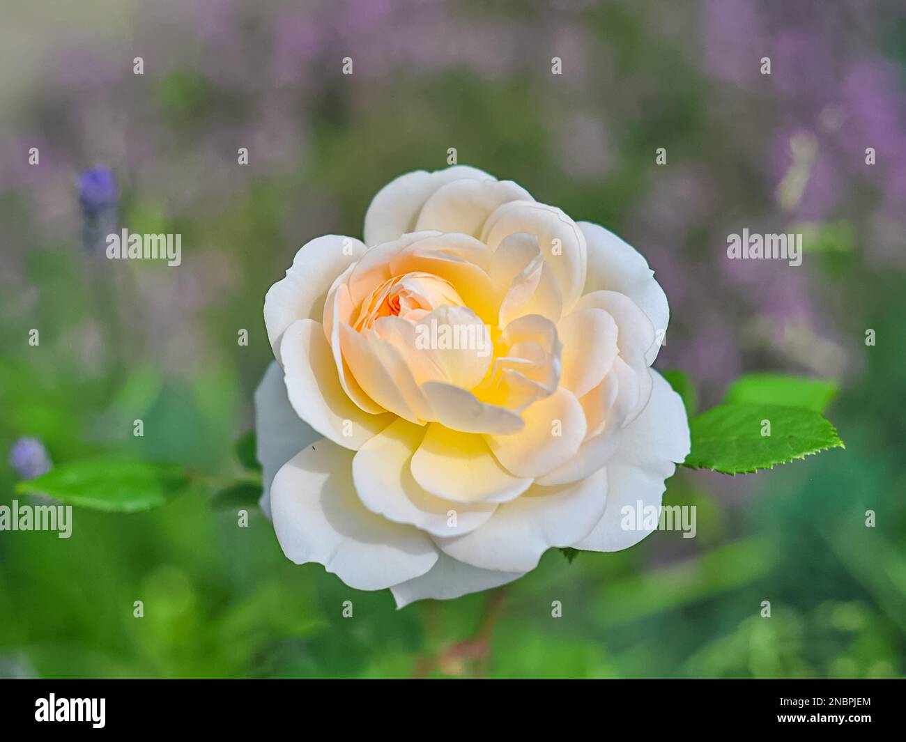 English variety Crocus Rose, delicate white flower with inner radiance ...