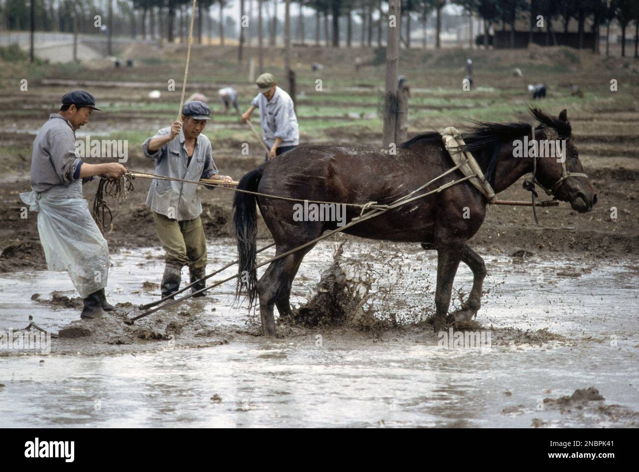 Chinese farmers near Peking prepare a paddy for planting using ...