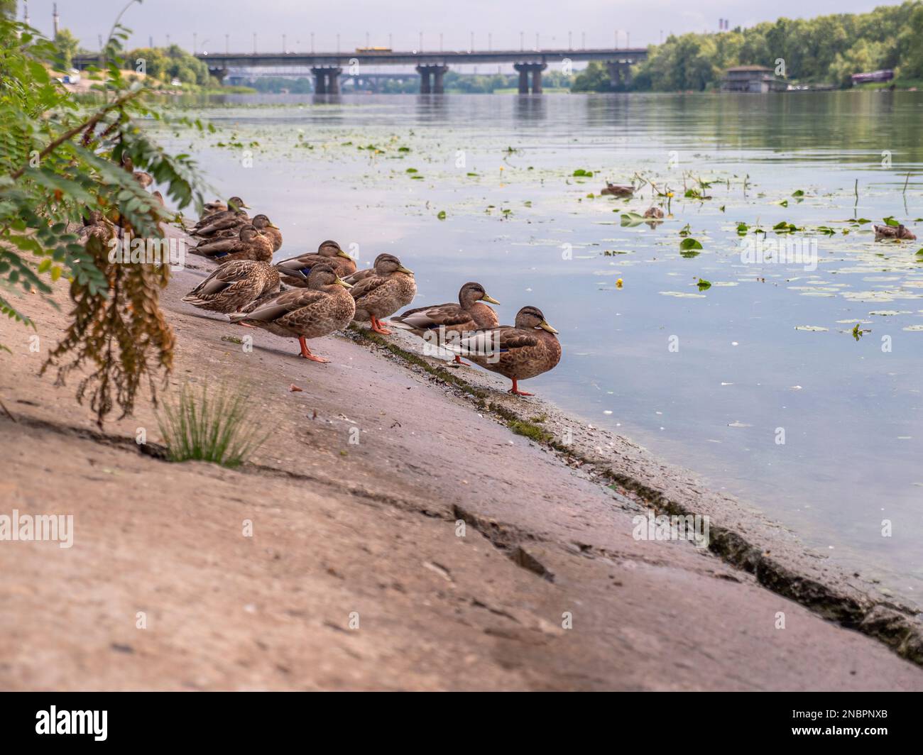 A flock of cute ducks sits on a concrete bank of the Dnipro river in ...