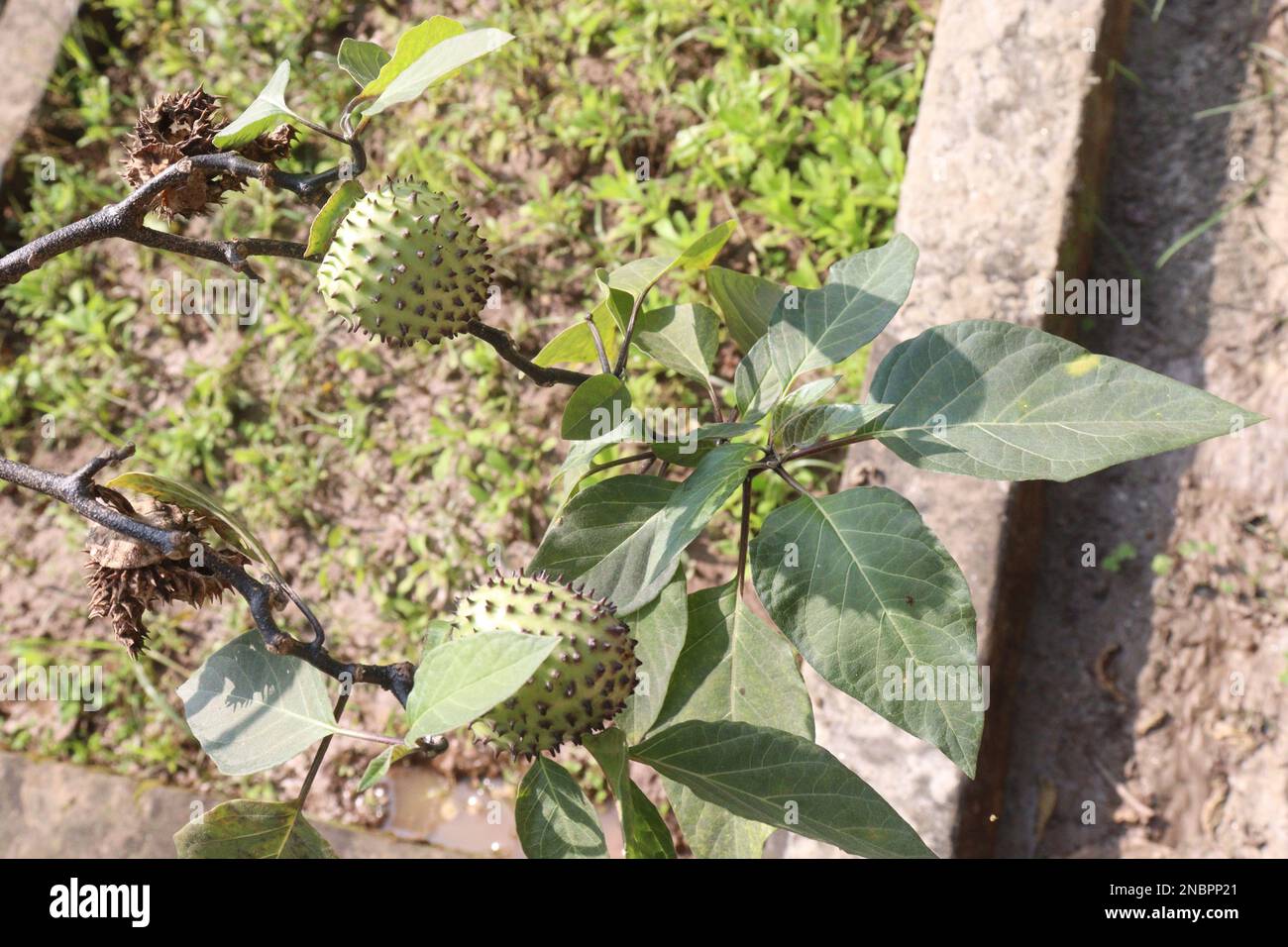 datura thorny fruit on tree in farm for herbal use cash crops Stock ...