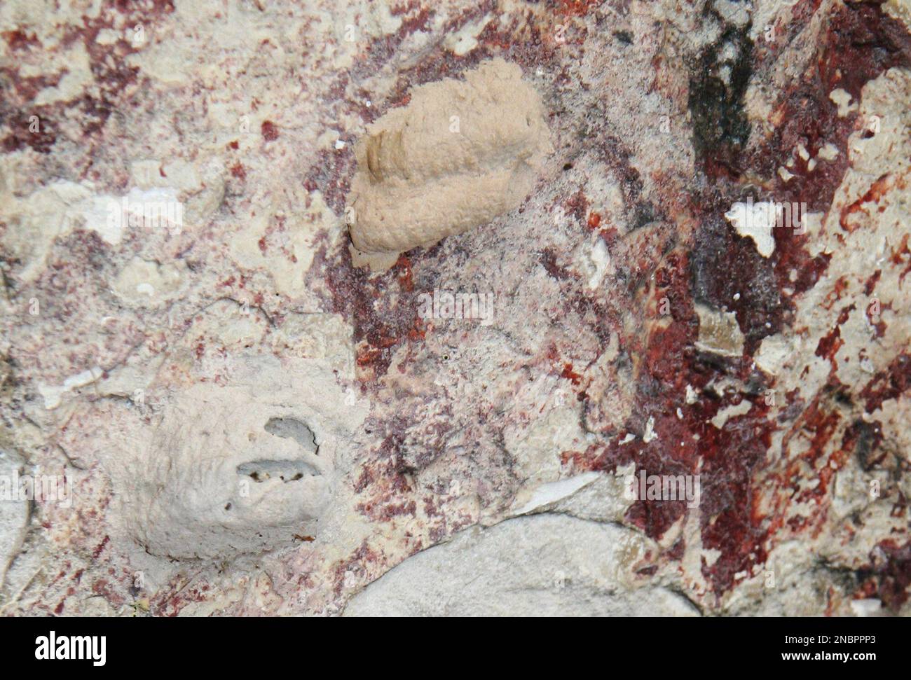 In this photo taken May 24, 2011, a wall of 4,000-year-old paintings at ...