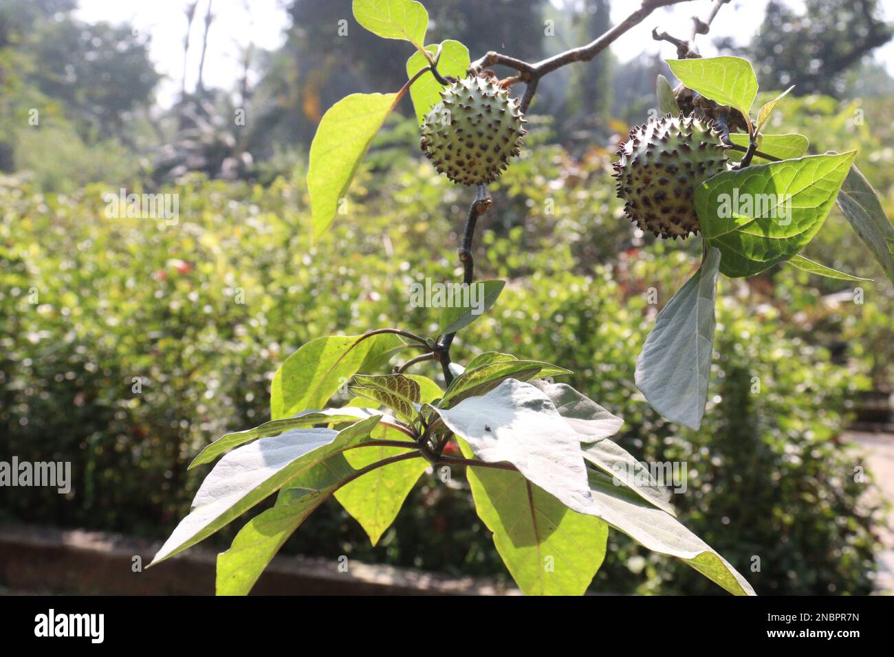 datura thorny fruit on tree in farm for herbal use cash crops Stock ...