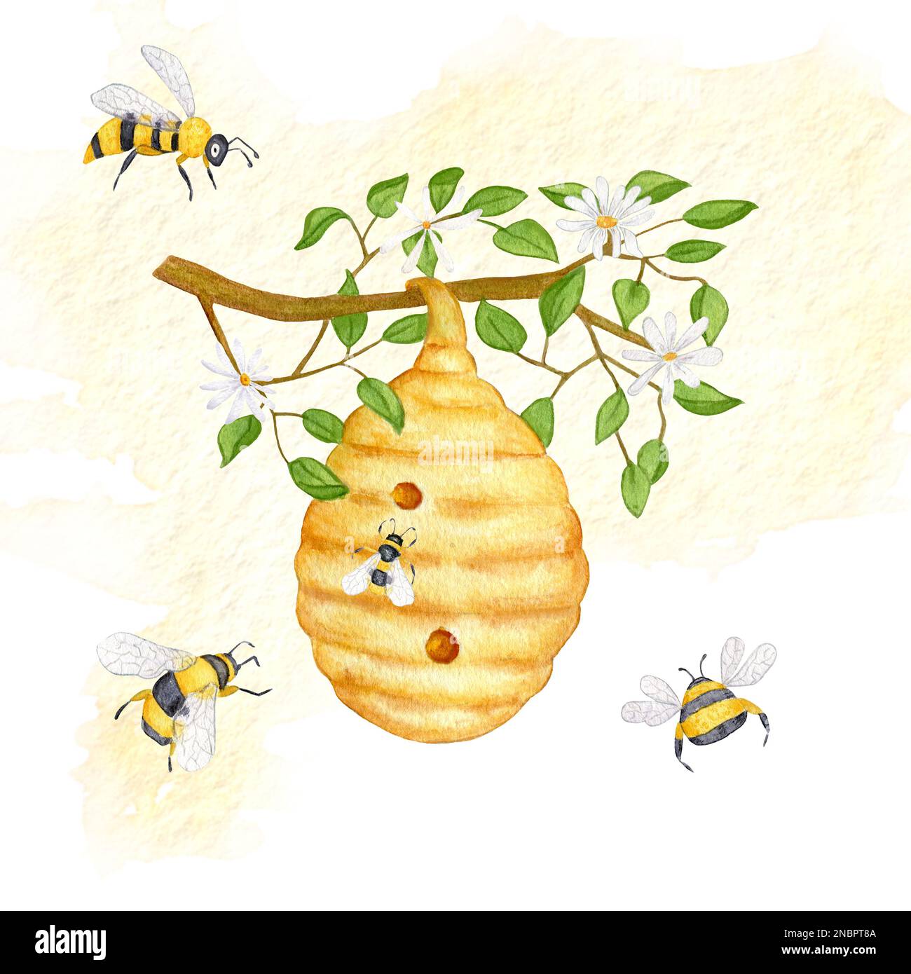 Honey Bee Hive Illustration