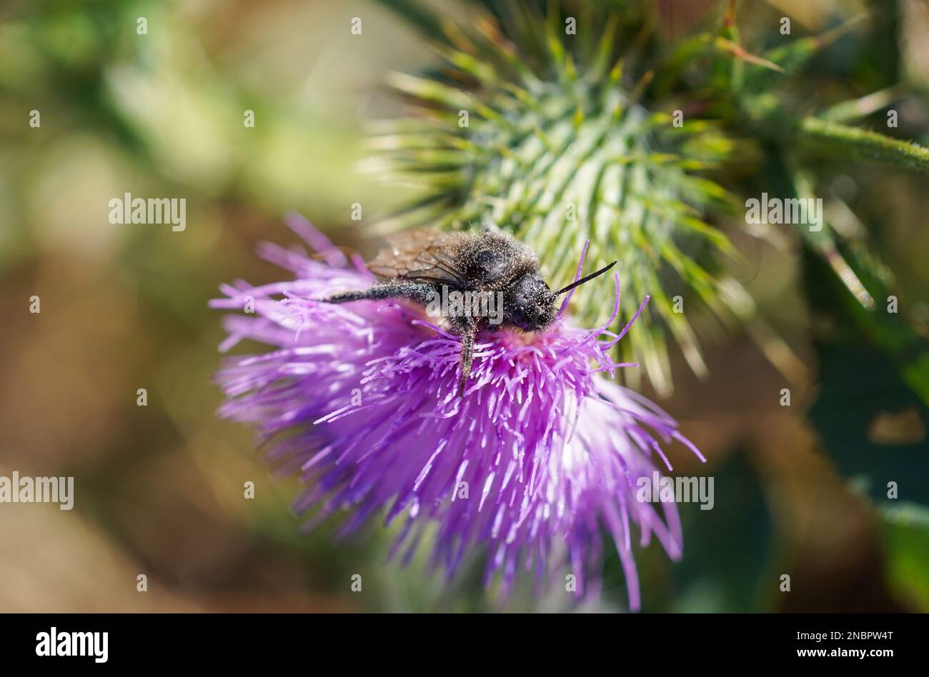 Insect on a summer bloom hi-res stock photography and images - Alamy