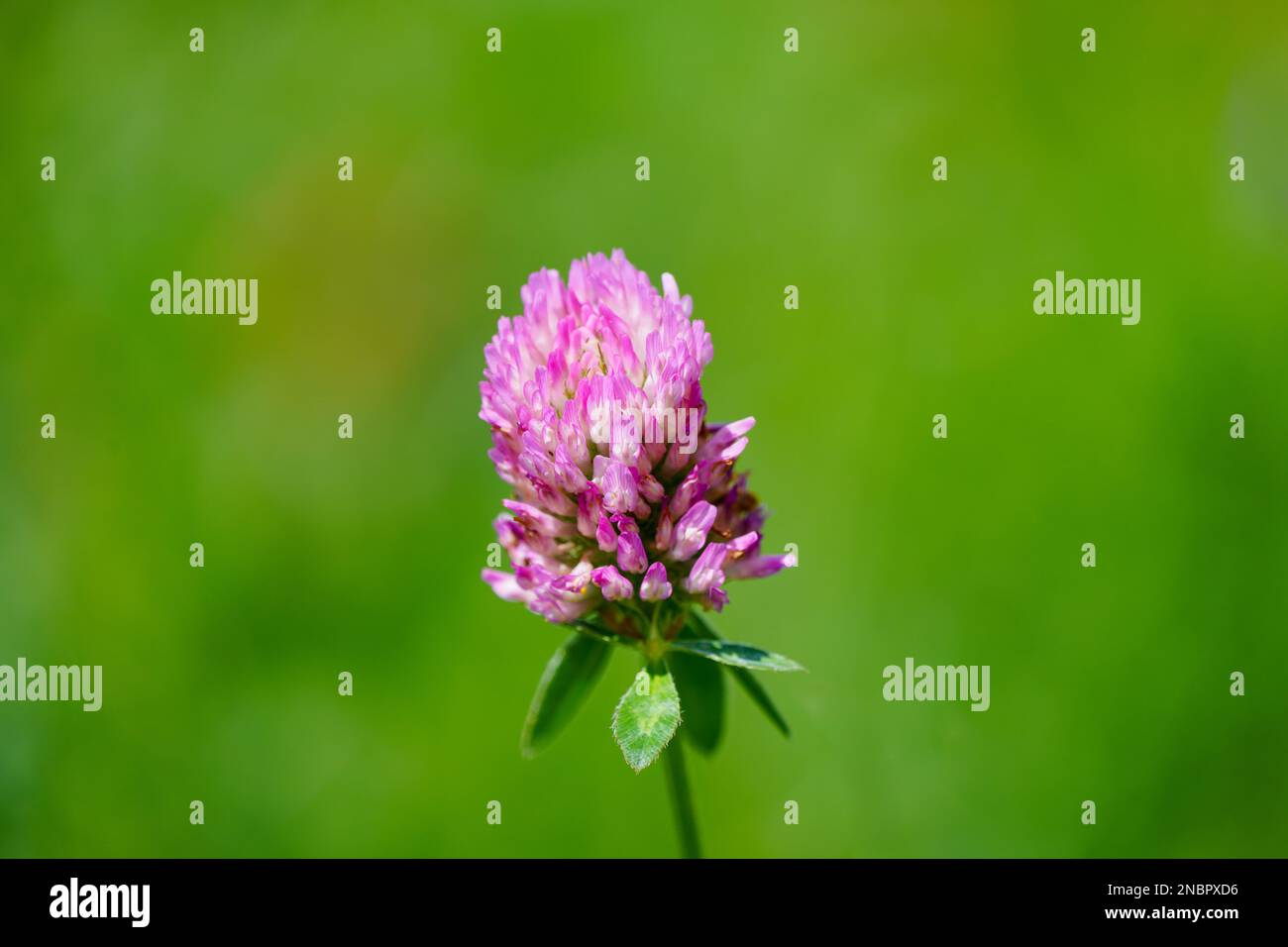 Clover plant hi-res stock photography and images - Alamy
