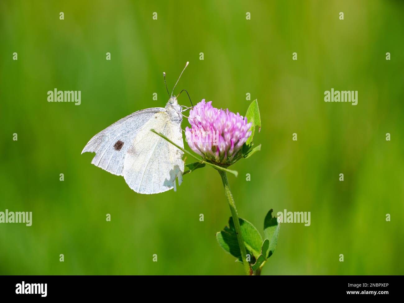 Small cabbage white on a flower. White butterfly collects nectar ...