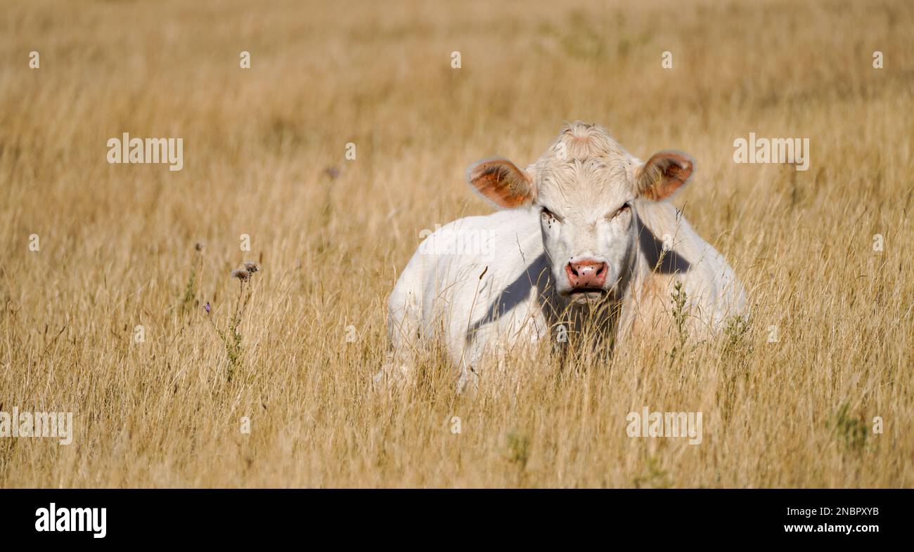 A white cow lies in the dry grass. Animal is resting on a pasture Stock ...