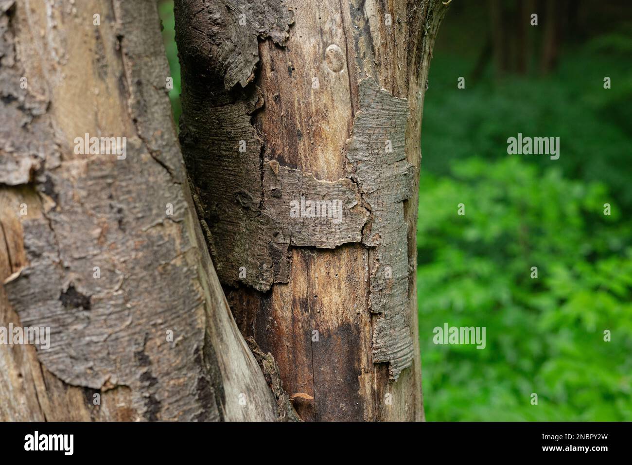 Tree trunk with green forrest background Stock Photo - Alamy