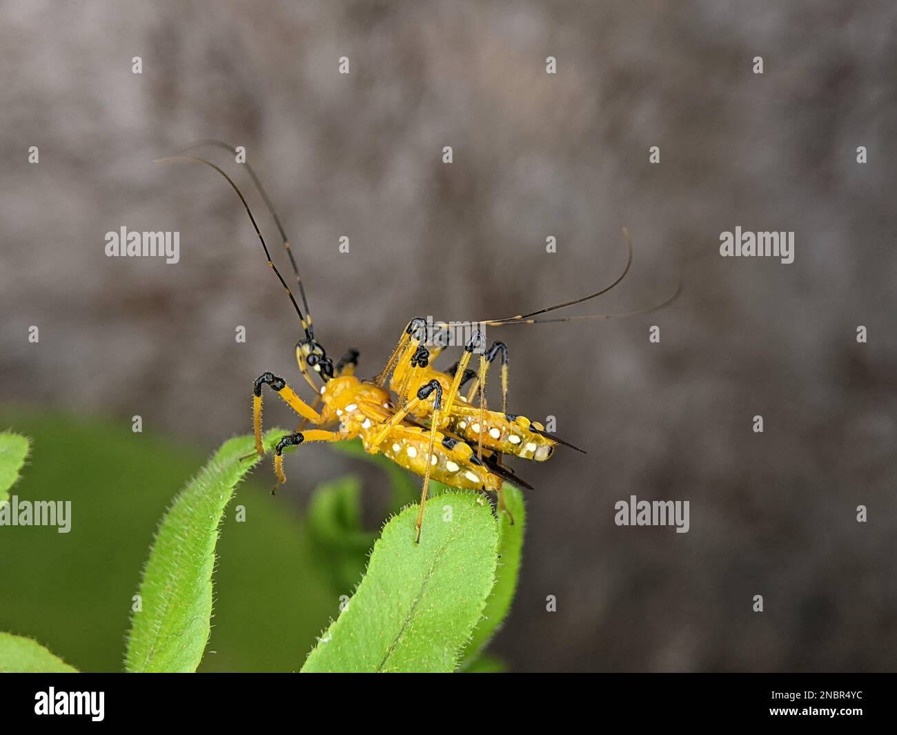 Assassin bug Harpactorinae mating on a green leaf with blur background ...