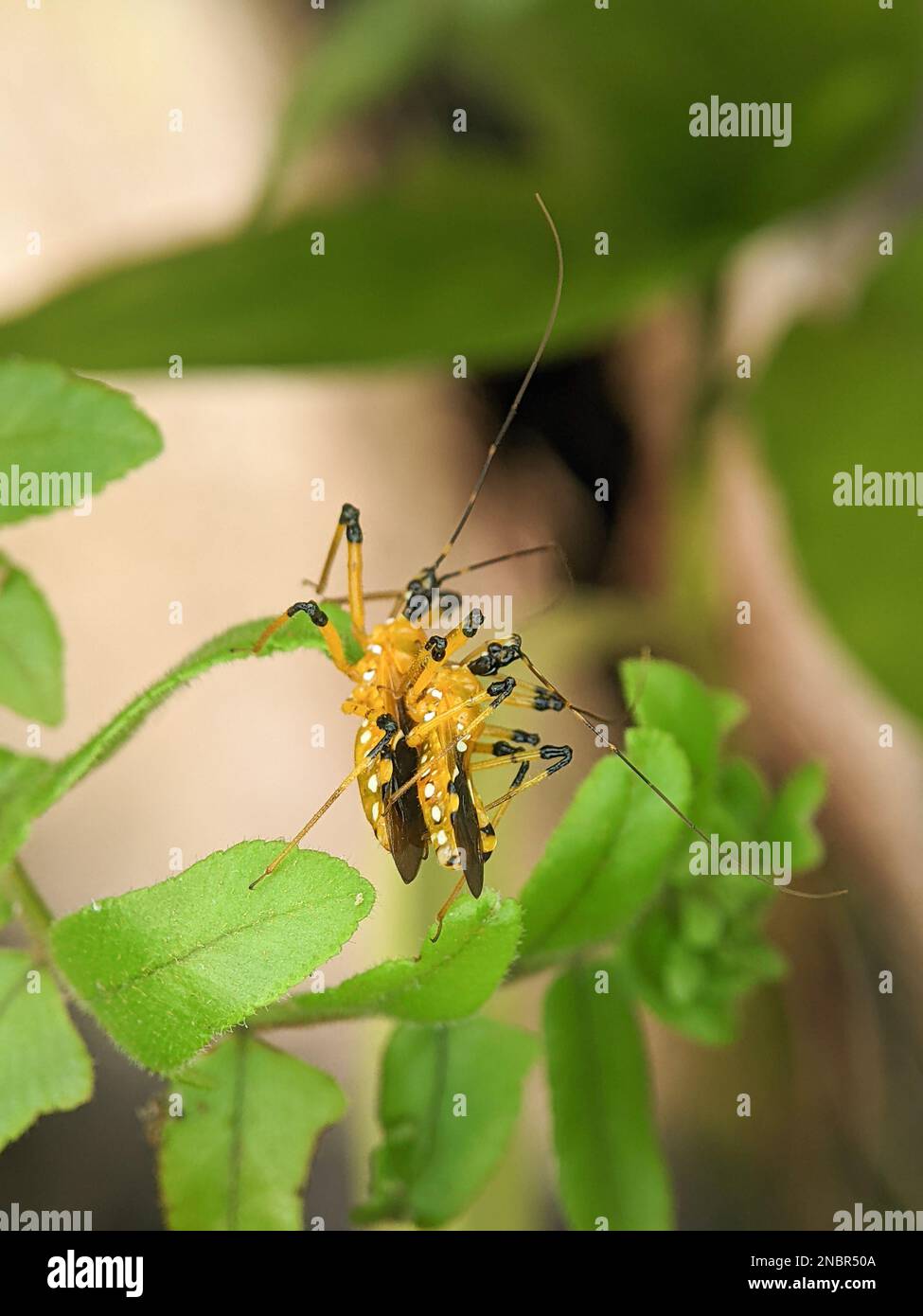 Assassin bug Harpactorinae mating on a green leaf with blur background ...